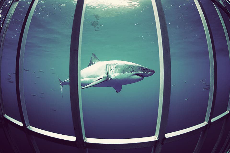 Little-known facts about sharks | Contexto Tucuman