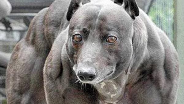 Crean perros "supermusculosos" | Contexto Tucuman