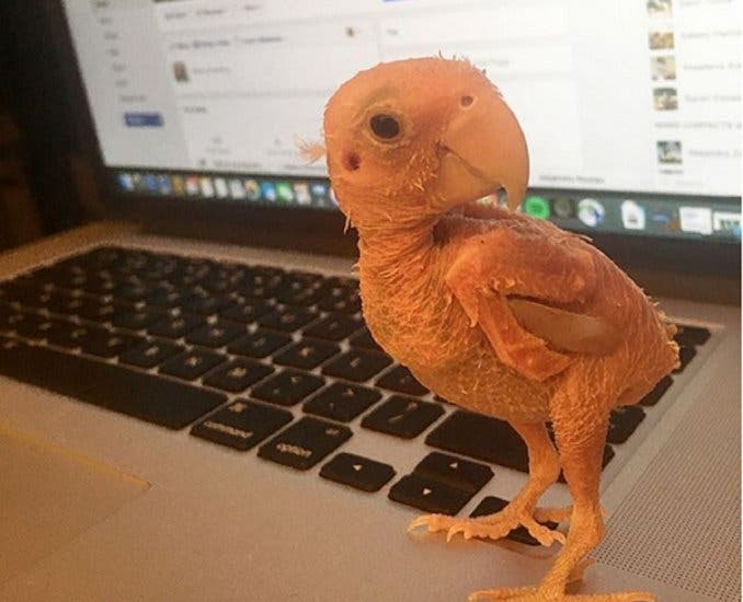 Adorable: el loro sin plumas causa furor en las redes sociales ...