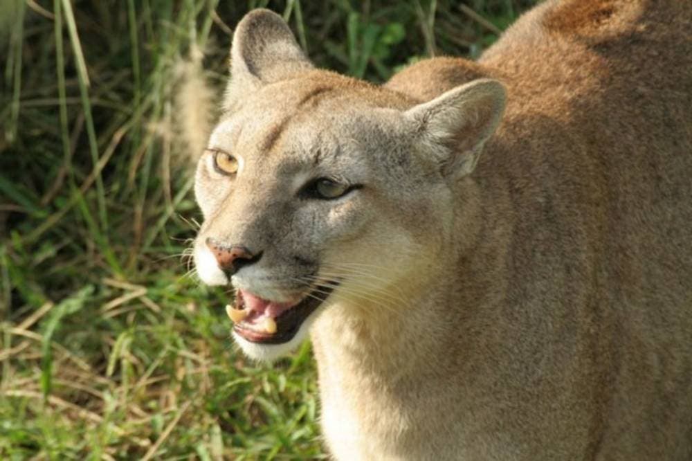 Cataratas del Iguazú: cerrado el paseo por un puma suelto | Contexto ...