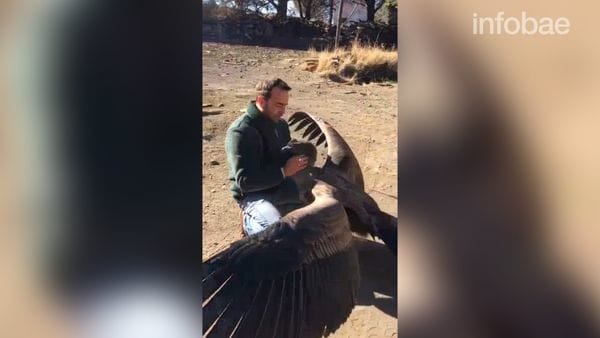 Viral: el conmovedor gesto de un cóndor con el hombre que lo curó ...