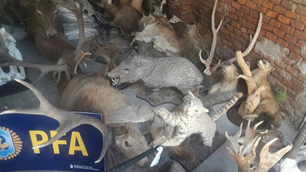 Santa Fé: hallaron embalsamados, 450 animales valuados en $ 3 millones ...