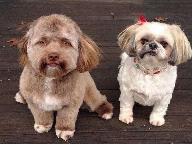 Bob, el perro que se viralizó en las redes por su "cara de humano ...