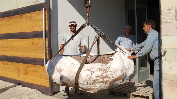 Hallan una nueva especie de dinosaurio en Neuquén de hace unos 110 ...