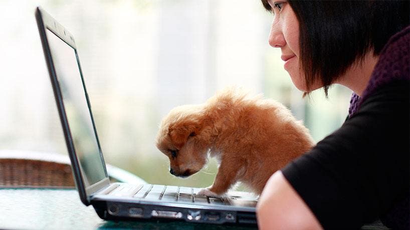 Ya no se podrá vender ni comprar animales por Facebook | Contexto Tucuman Ya no se podrá vender ni comprar animales por Facebook | Contexto Tucuman