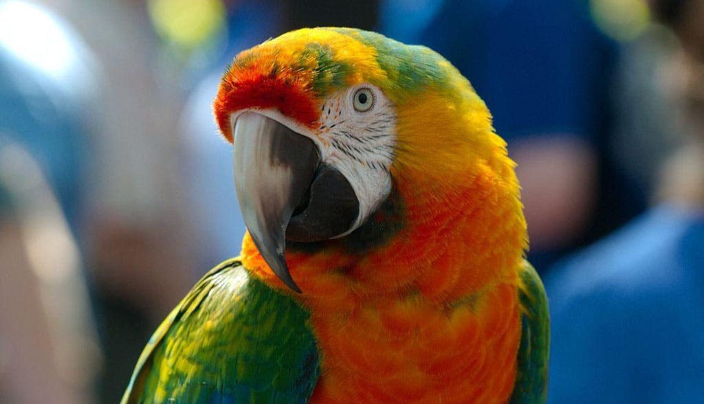 La tierna y peculiar escena protagonizada por un loro | Contexto Tucuman