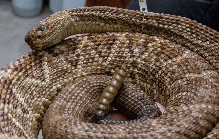 Flora, fauna y minerales: llega la Primera Muestra de Colecciones ...