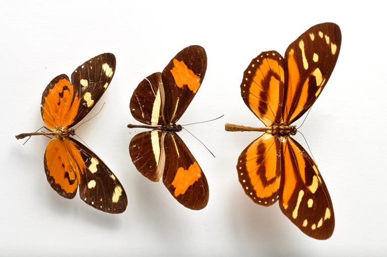 Flora, fauna y minerales: llega la Primera Muestra de Colecciones ...