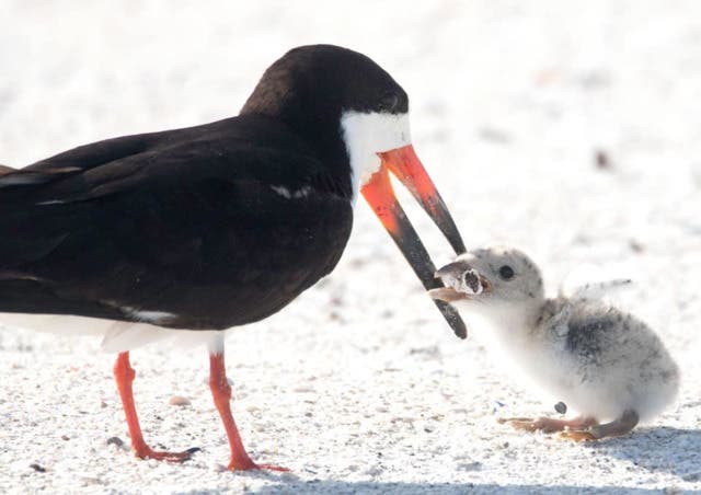 La desgarradora foto de un pájaro pichón alimentado por su madre con ...