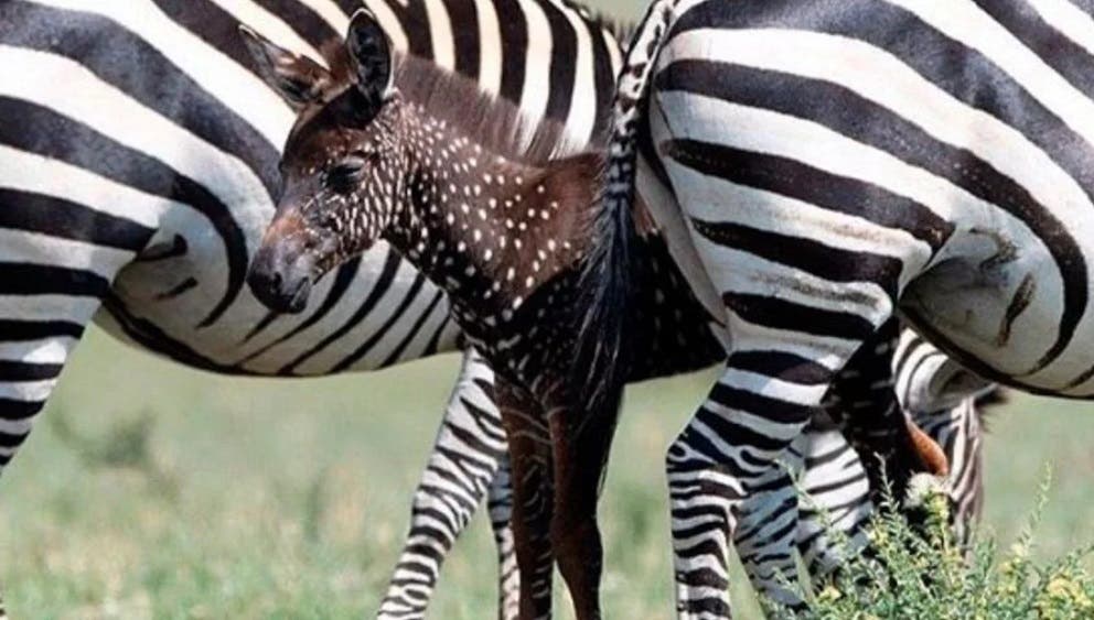 La cebra bebé que es viral: nació con puntos y no con rayas | Contexto ...