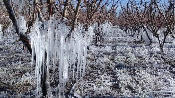 Extraño fenómeno en Mendoza: cayó la "helada negra" | Contexto Tucuman