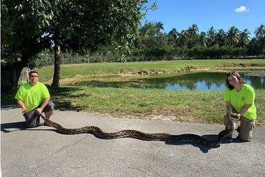 Capturaron a una enorme pitón birmana de 5,6 metros en Florida ...