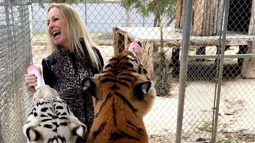 Una mujer en California fue atacada por dos tigres que había criado ...