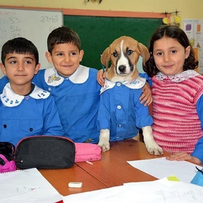 Findik, el cachorro que fue rescatado y ahora es alumno de una escuela ...