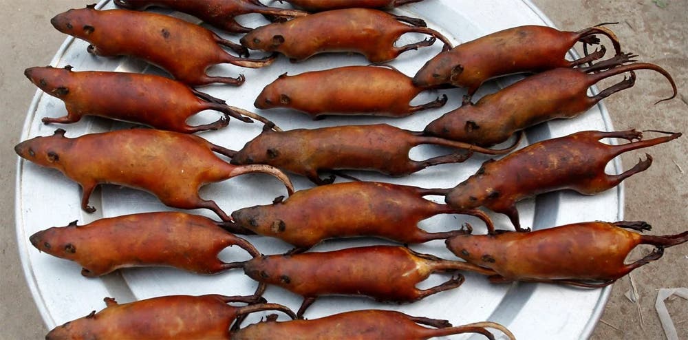 Según un estudio, las ratas que se venden en mercados y restaurantes ...