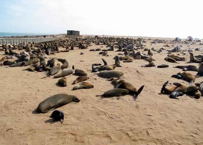 Encontraron 7.000 focas muertas en una playa por falta de comida ...