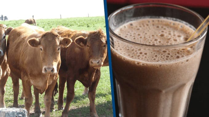 Millones de estadounidenses creen que la chocolatada viene de vacas ...