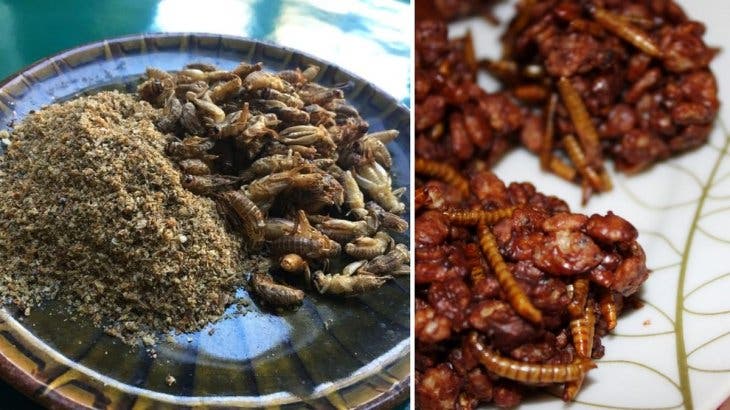 Nada de carnes vacunas o de cerdos: comer insectos es el futuro de la ...