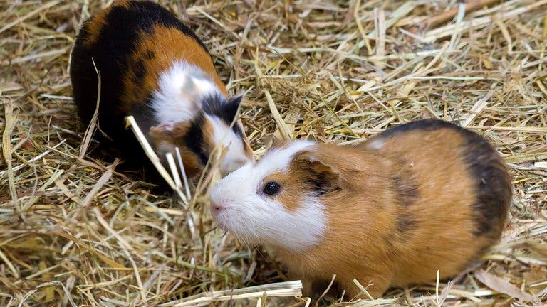 El régimen cubano fomenta la cría y consumo de roedores ante la escasez ...