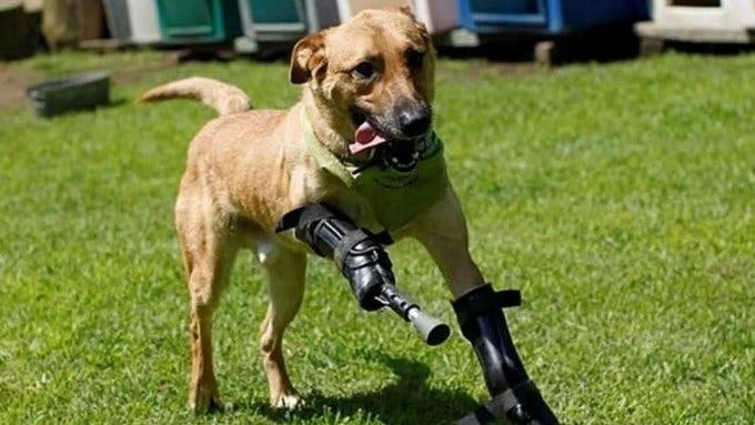 La historia del perro que sobrevivió a la tortura se convirtió en ...