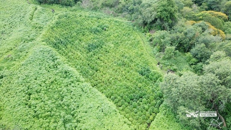 Salta: encontraron un megacultivo de 10.000 plantas de marihuana | Contexto Tucuman