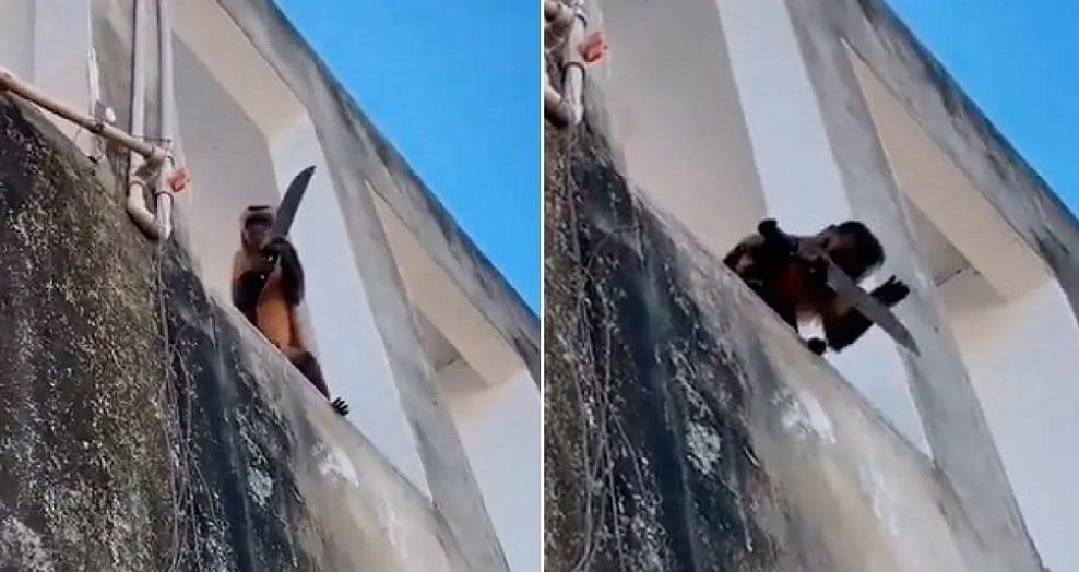 Mono armado sembró el terror en Brasil: amenazó a personas y robó ...
