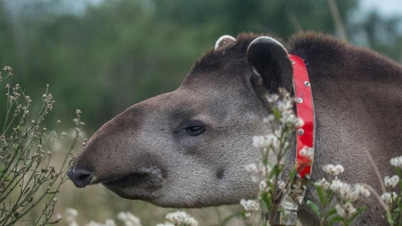Tras 20 años, liberan el primer tapir para su reinserción en San Javier ...