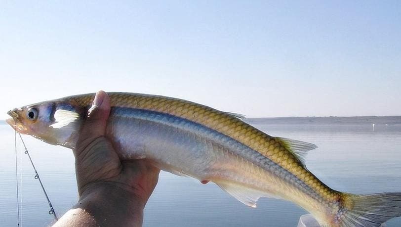 Siembran 400 mil alevines de pejerrey en El Cadillal y La Angostura ...
