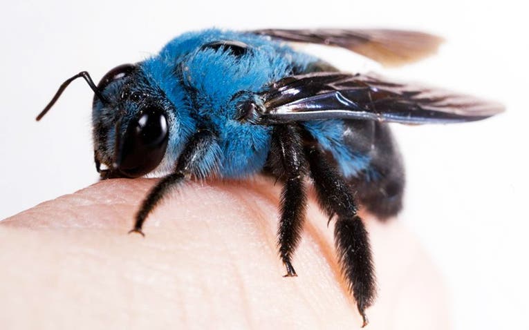 Porqué existen abejas azules y verdes: son muy distintas a las ...