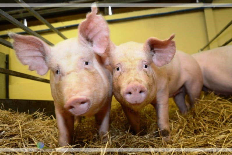 Avance inédito: nacieron en la Argentina los primeros cerdos de ...