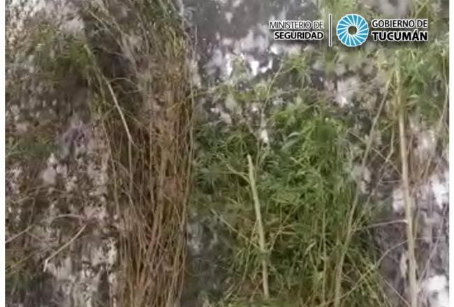 Descubren un “indoor”, secuestran 22 plantas de marihuana y detienen al dueño de la casa, de 50 ...