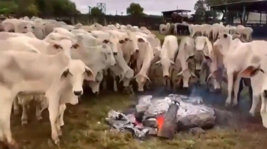 Tres mil vacas murieron de frío en Brasil y el productor tomó una ...