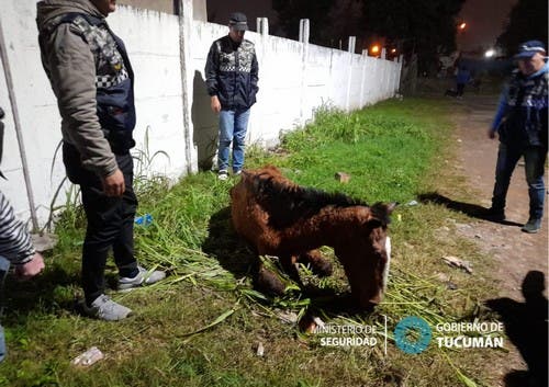 Rescatan una yegua que era maltratada en Alderetes: estaba desnutrida y ... Rescatan una yegua que era maltratada en Alderetes: estaba desnutrida y ...