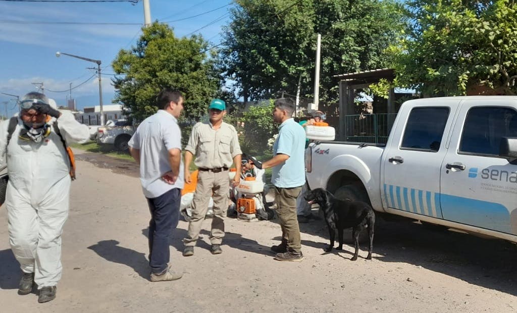 Casi por casualidad descubren un foco del insecto vector del virus del ...