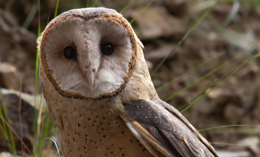 Una ciudad argentina criará lechuzas para combatir una invasión de ...