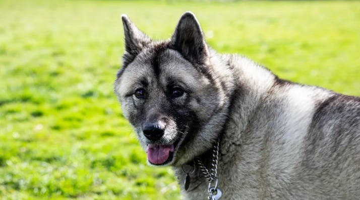Mamá, vienen los perros!”: dramático audio de joven atacada por una ...