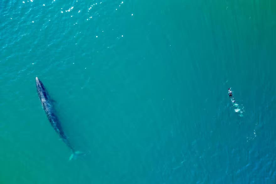El asombroso regreso de la ballena sei a los mares patagónicos, un sigo ...