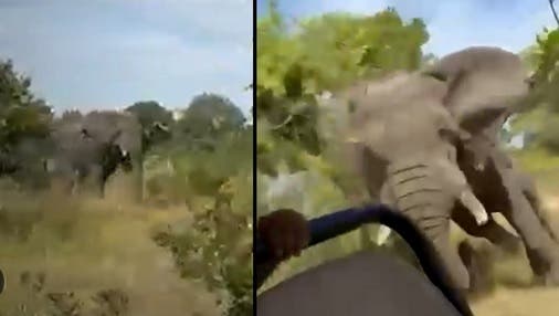 Safari de terror: así fue el impactante ataque de un elefante que acabó ...
