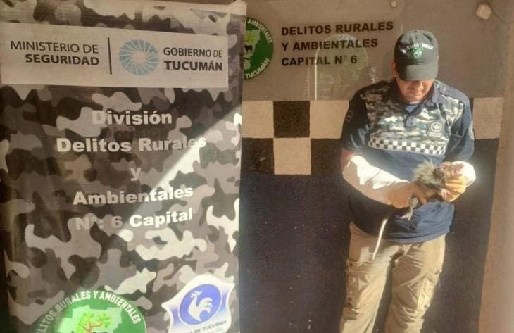 Ranchillos: rescatan a una comadreja que apareció en el interior de un ...