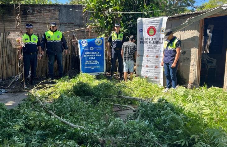 Santa Ana: incautan importante cantidad de plantas de marihuana ...