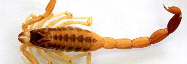 La marca de bijouterie Todomoda cambia su forma de vender | Contexto ...